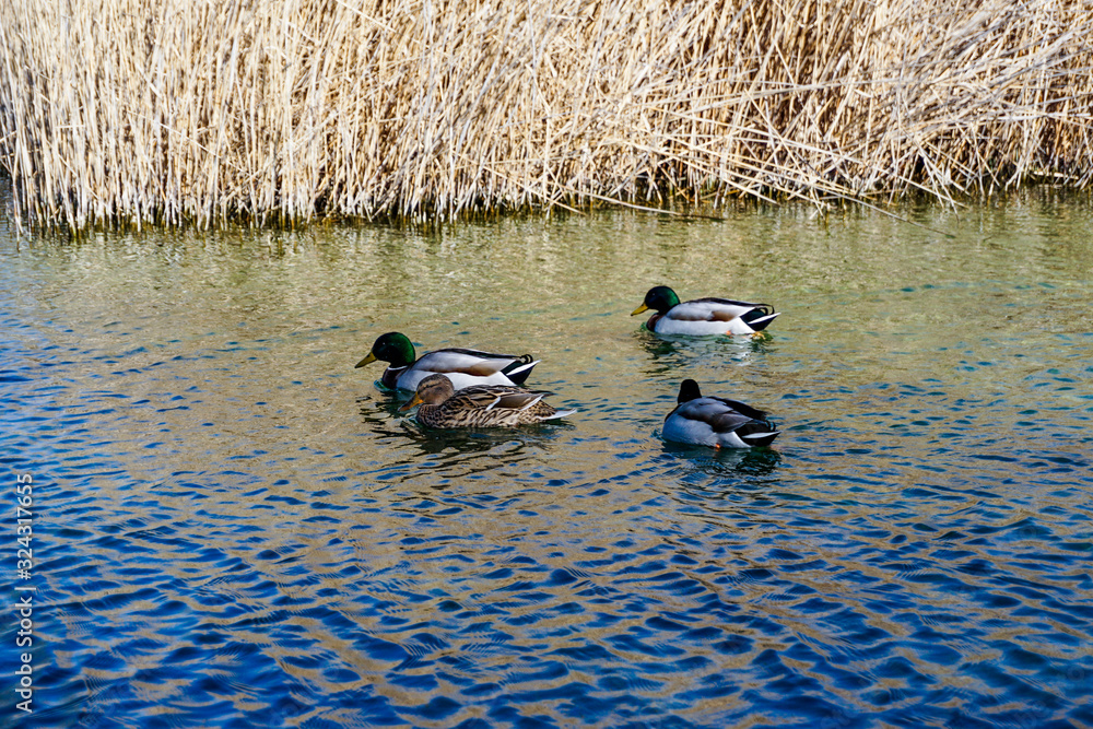Tres machos y una hembra Stock Photo | Adobe Stock