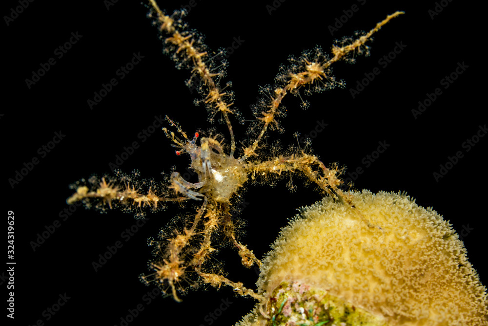 Black Spider Crab