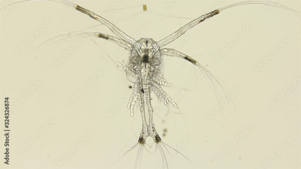 shrimp larva at the protozoea stage under a microscope, after moulting ...