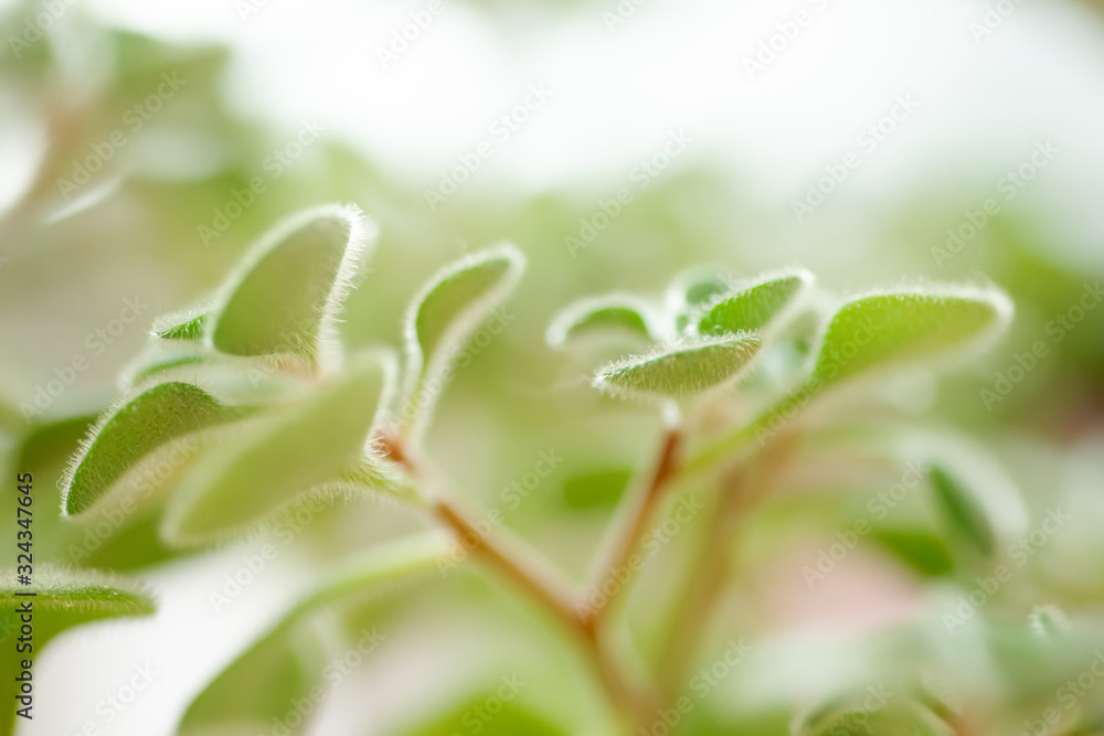 Green fluffy leaves of Aichryson, a tree of love close-up. is genus ...