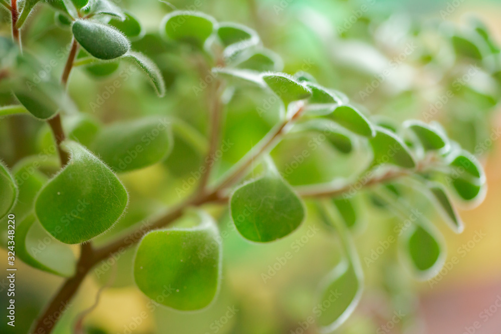 Green fluffy leaves of Aichryson, a tree of love close-up. is genus ...