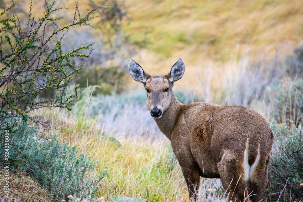 Huemul eating in Torres del Paine Stock Photo | Adobe Stock