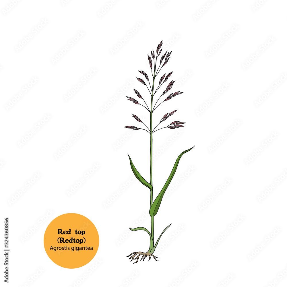 Hand drawing vector illustration of Red top plant, Agrostis gigantea ...