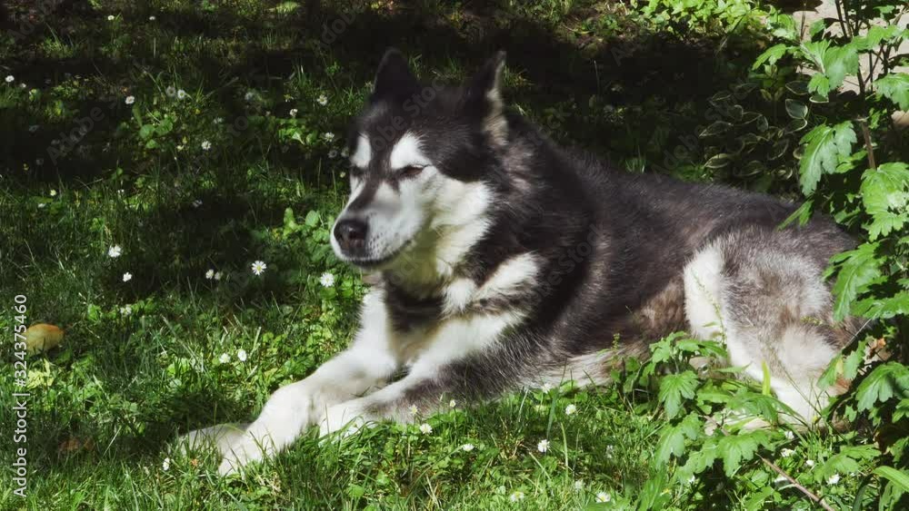Vidéo Stock Beautiful Alaskan Malamute with crossed legs resting on a ...