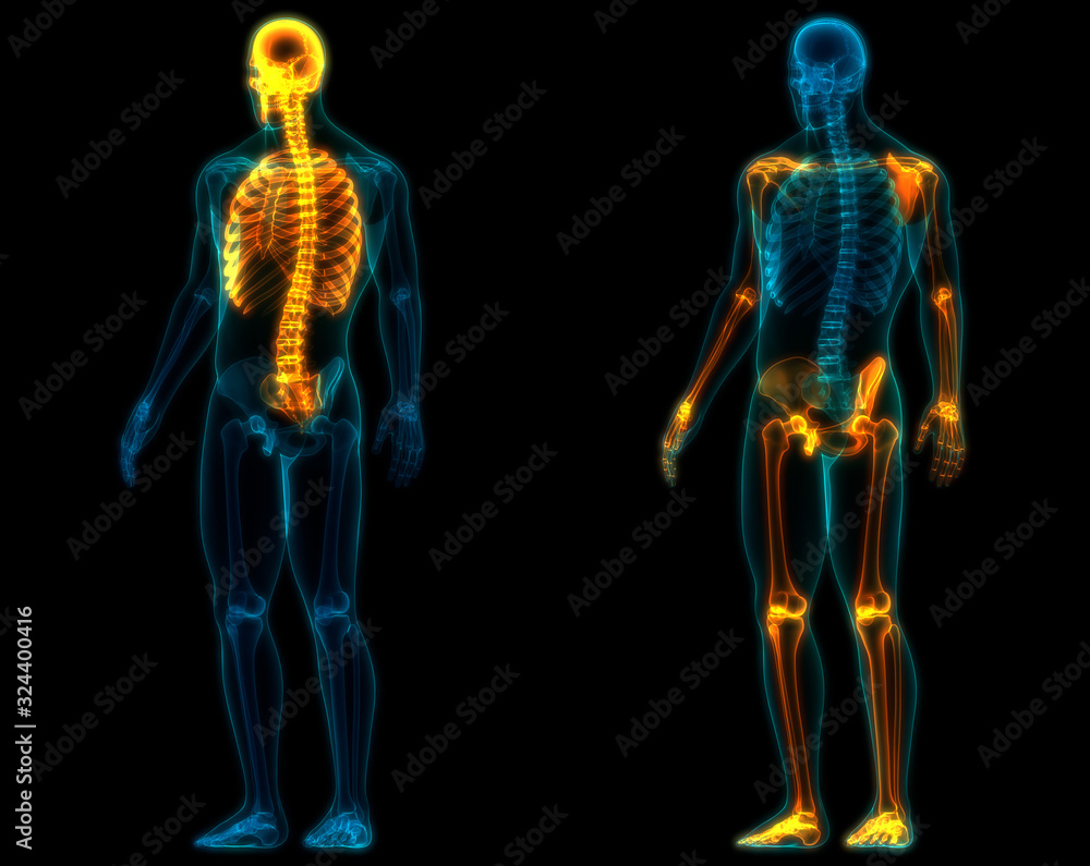 Human Skeleton System Axial and Appendicular Skeleton Anatomy Stock ...