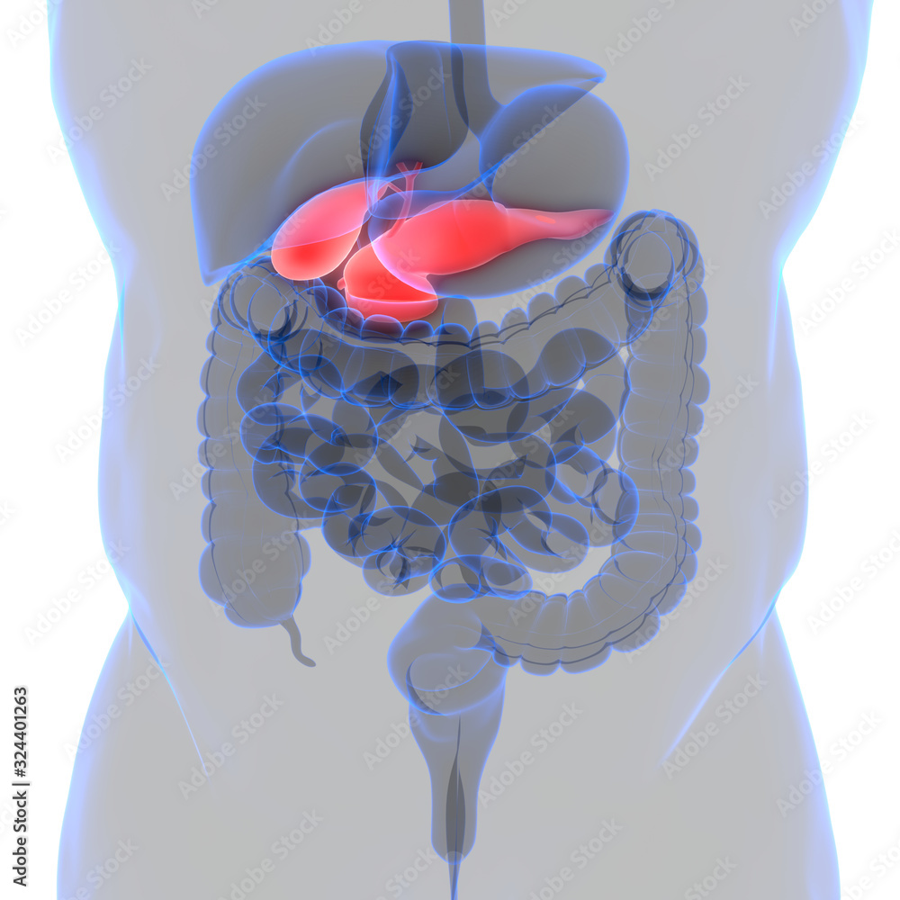 Human Digestive System Gall Bladder with Pancreas Anatomy Stock ...