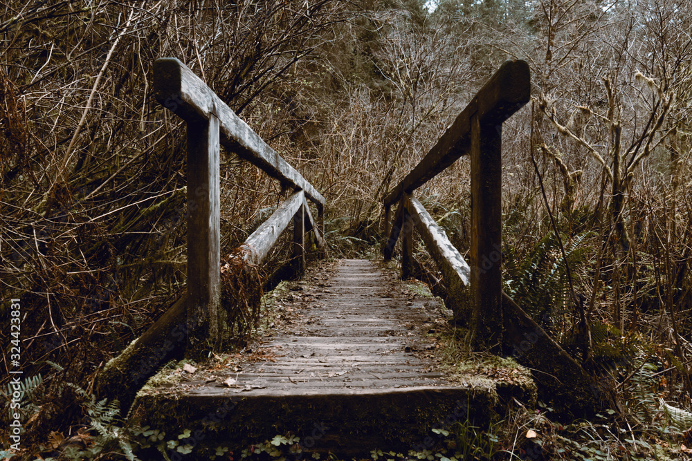Old footbridge on a trail in a redwood forest at Jedediah State Park in ...