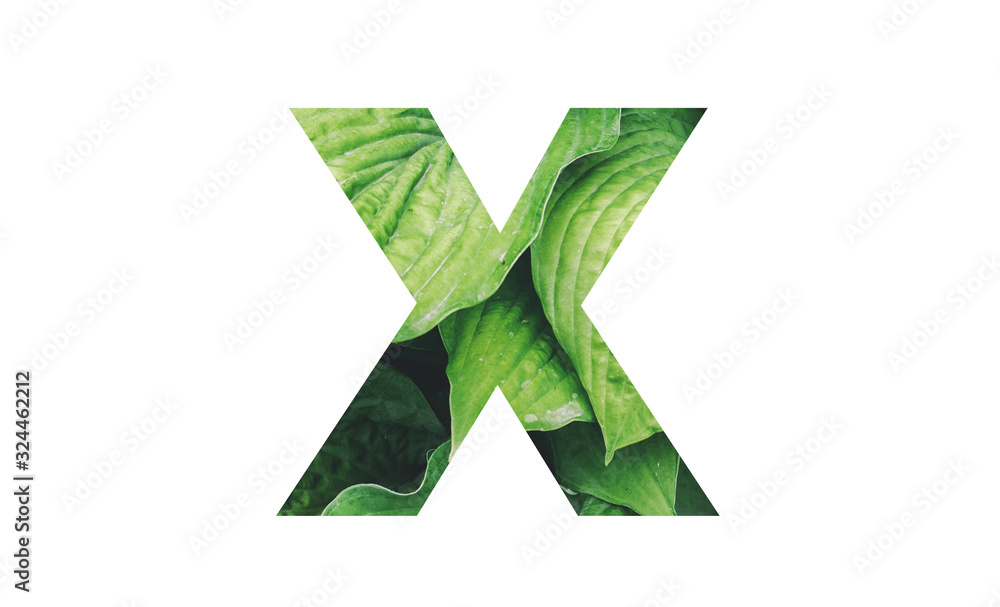 Letter '' X '' alphabet made of real leaves. Illustration of flora ...