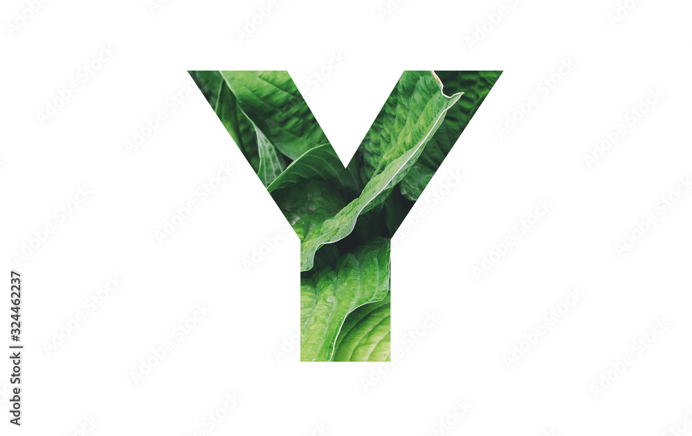 Letter '' Y '' alphabet made of real leaves. Illustration of flora ...