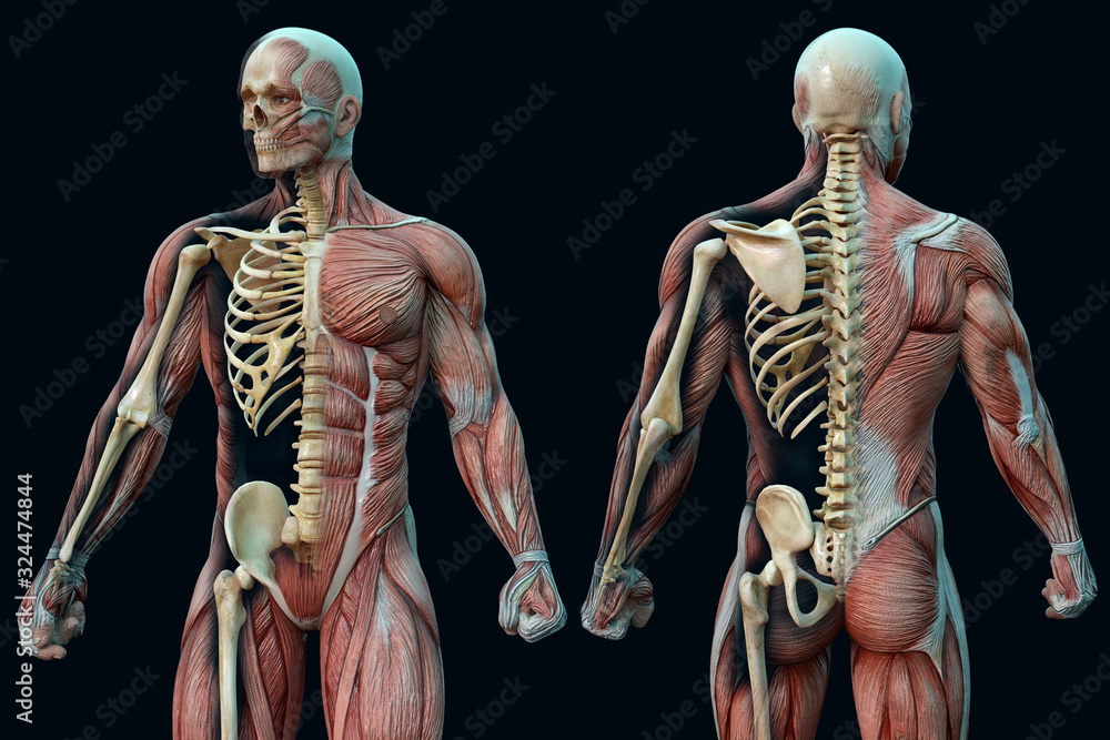 Muscular man front and back view anatomical vision. 3D illustration ...
