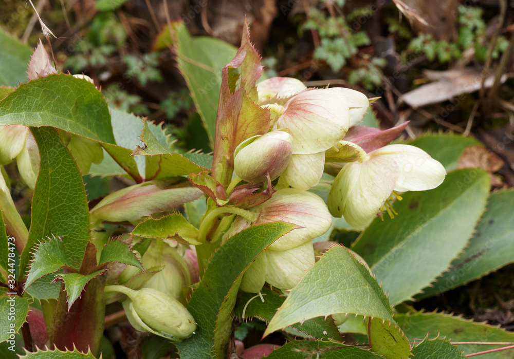 Hellébore de Stern (Helleborus x sternii) au feuillage vert, dentelé et ...