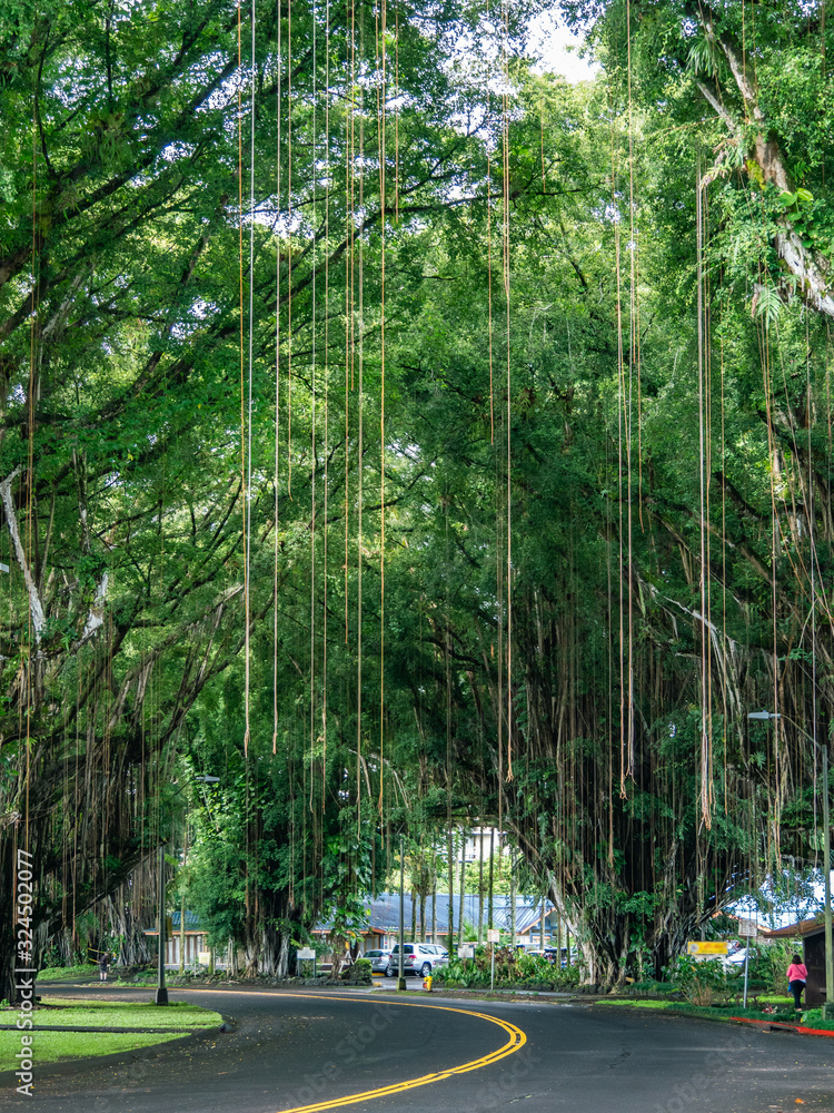 Banyan Drive is a tree-lined street at the shoreline of Hilo, Hawaii ...