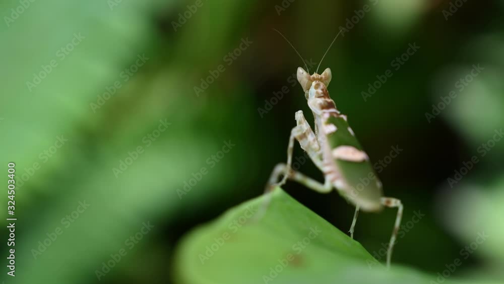 Vidéo Stock Flower Mantis, Hymenopodidae; seen on its back view riding ...