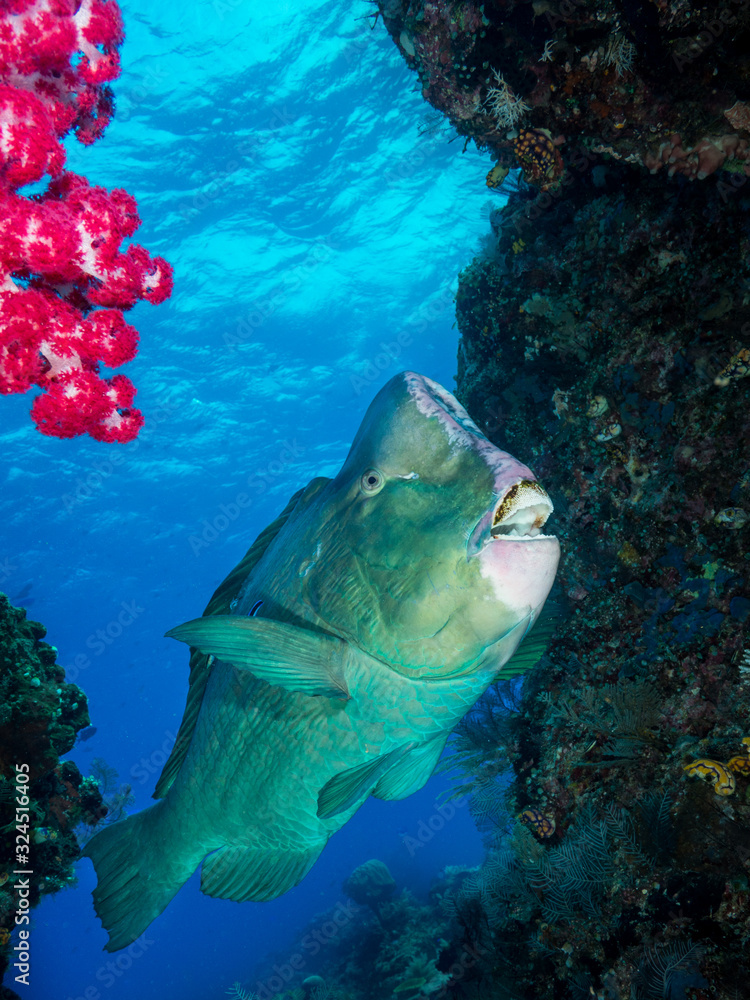 big green bumphead fish with blue background underwater in indonesia ...