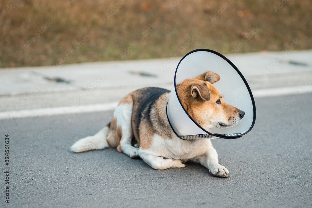 Dog wearing collar neck in the shape of a cone, elizabethan collar ...