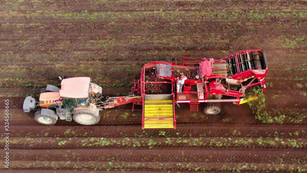 Farm equipment harvesting sugar beets. red combine harvesters harvest ...