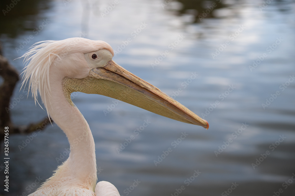 El pelícano común (Pelecanus onocrotalus) es una especie de ave ...