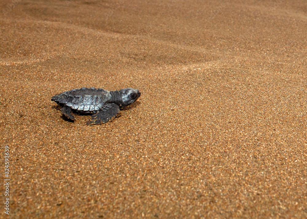 olive ridley sea turtle (Lepidochelys olivacea), also known commonly as ...