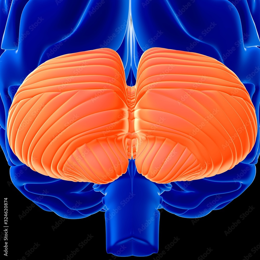 3d illustration human brain 3D render Stock Illustration | Adobe Stock