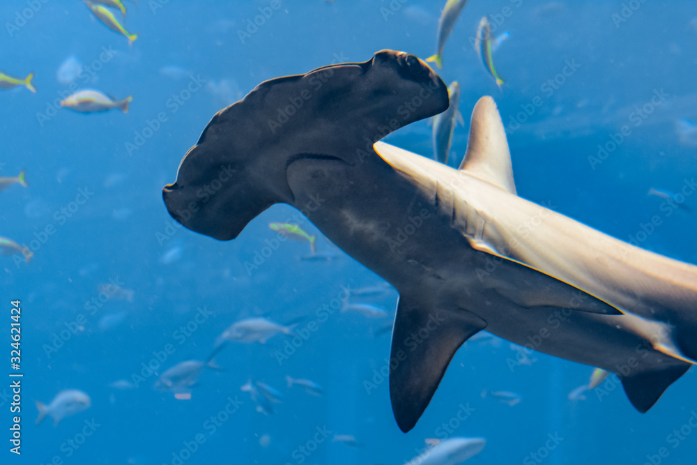 Hammerhead shark in the aquarium. The great hammerhead (Sphyrna ...