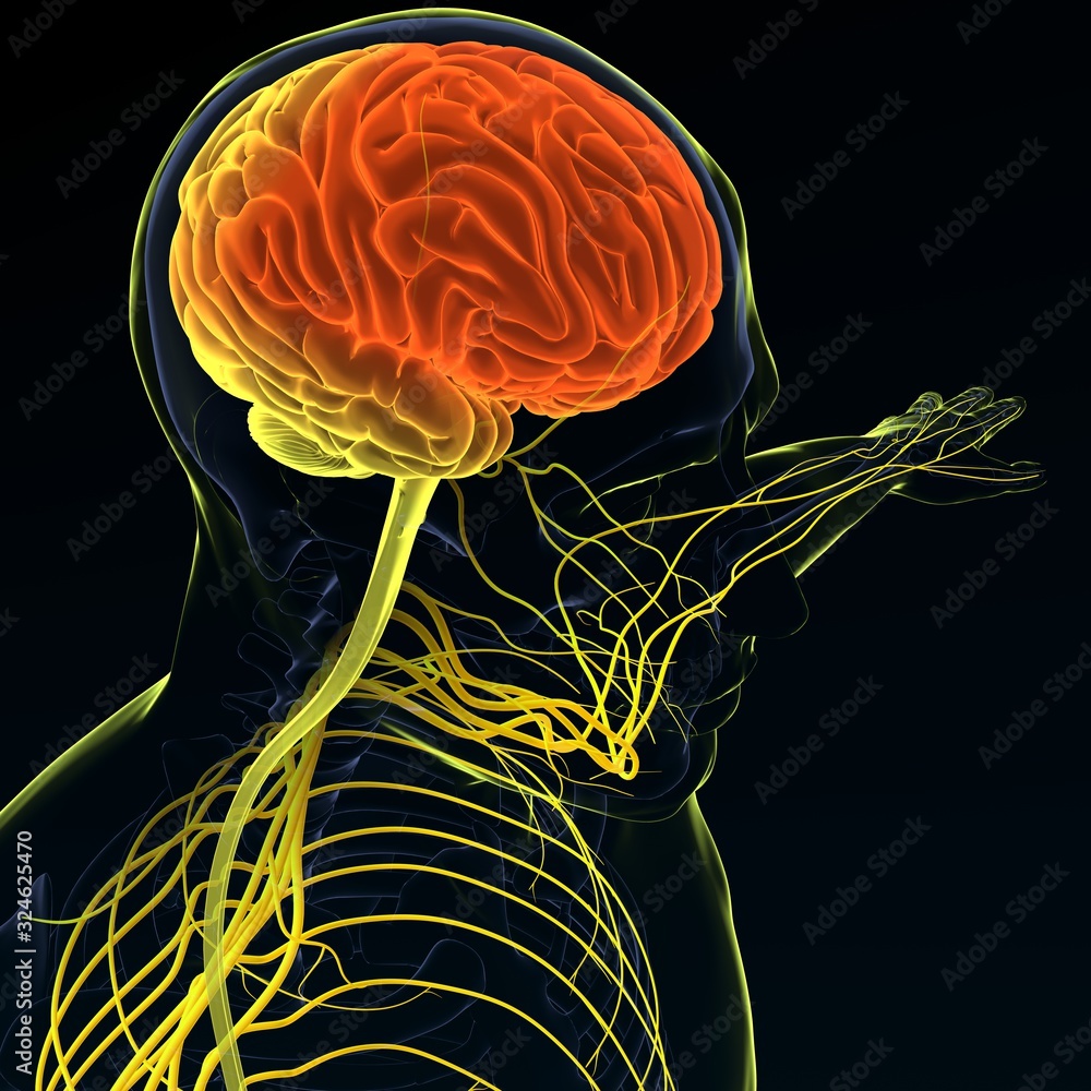 3d illustration human brain with nervous system 3D render Stock ...