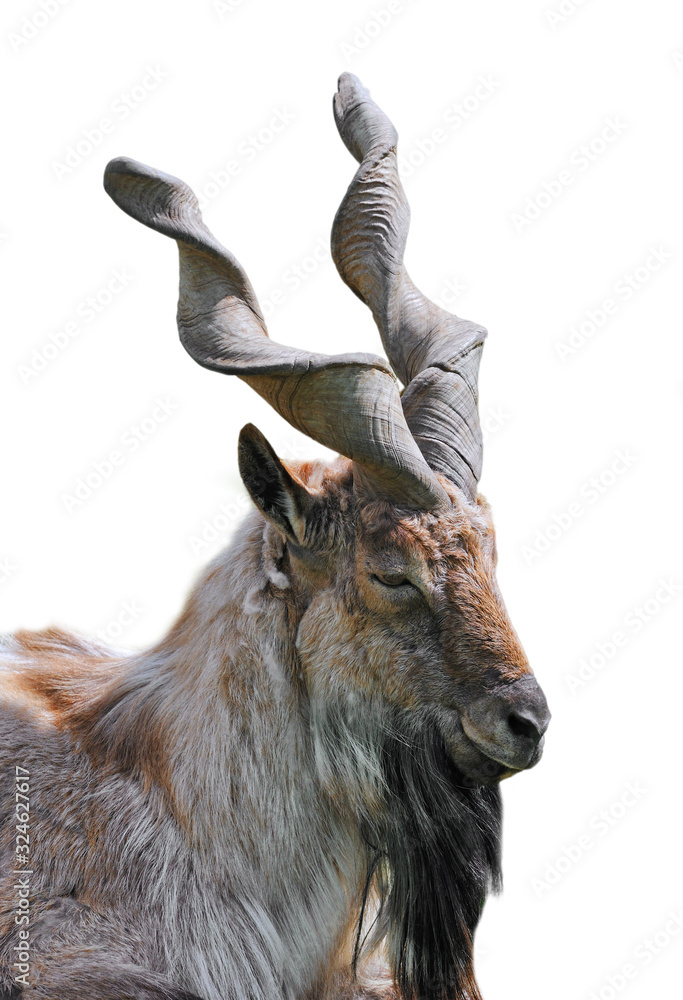 Markhor Antelope
