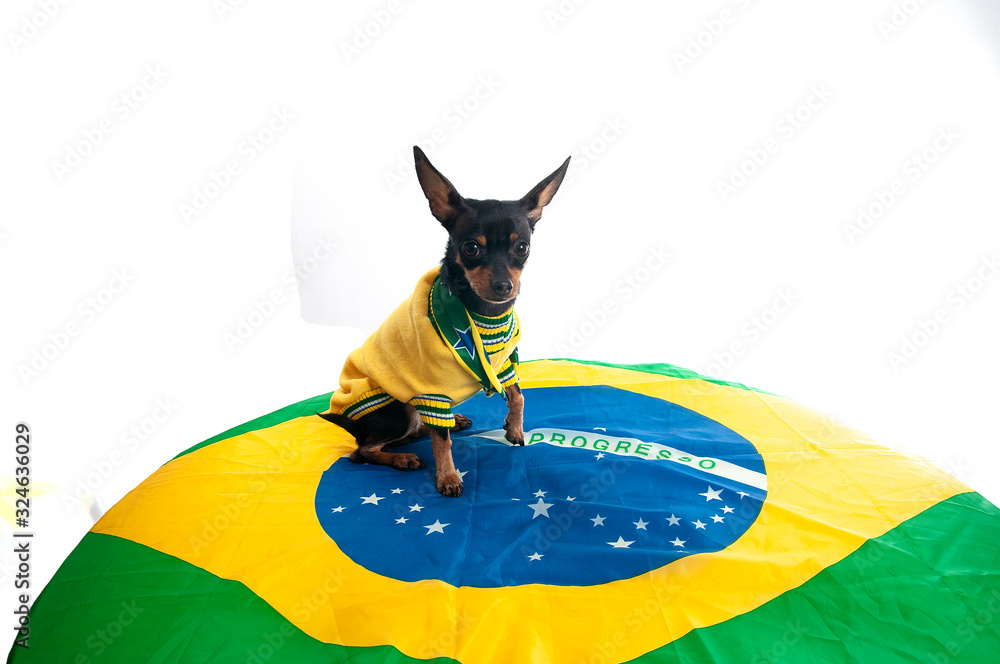 Dog, Brazilian fan. Selective focus. Embellished with the colors of the ...