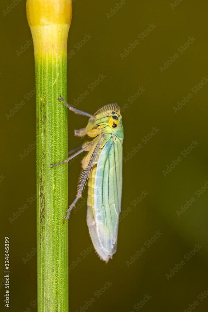 Cicadella viridis, the green leafhopper, is a species belonging to the ...