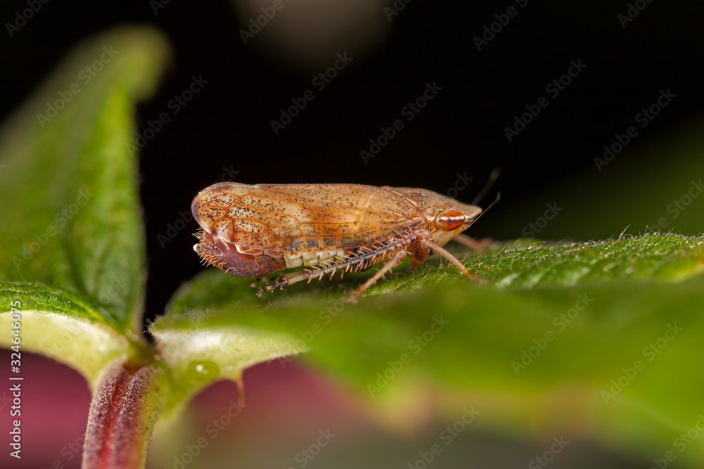 Cicadidae is the largest family of cicadas. Cicadas of Europe macro ...