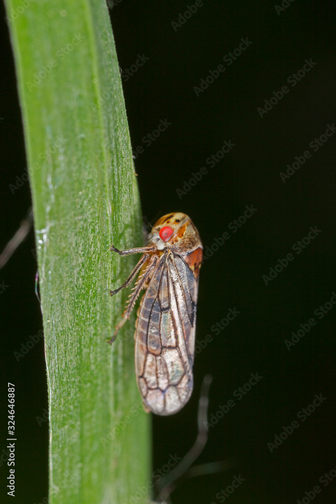 Cicadidae is the largest family of cicadas. Cicadas of Europe macro ...