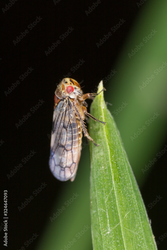 Cicadidae is the largest family of cicadas. Cicadas of Europe macro ...