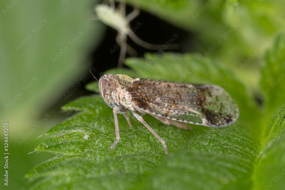 Cixius (Ceratocixius) cunicularius is a species belonging to tthe ...