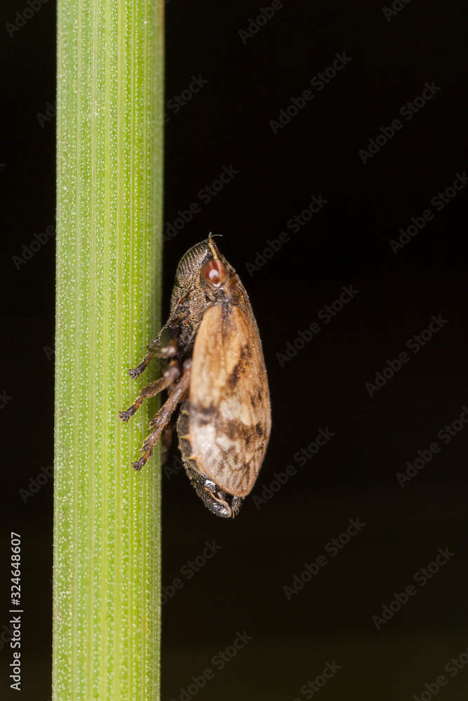 Cicadidae is the largest family of cicadas. Cicadas of Europe macro ...