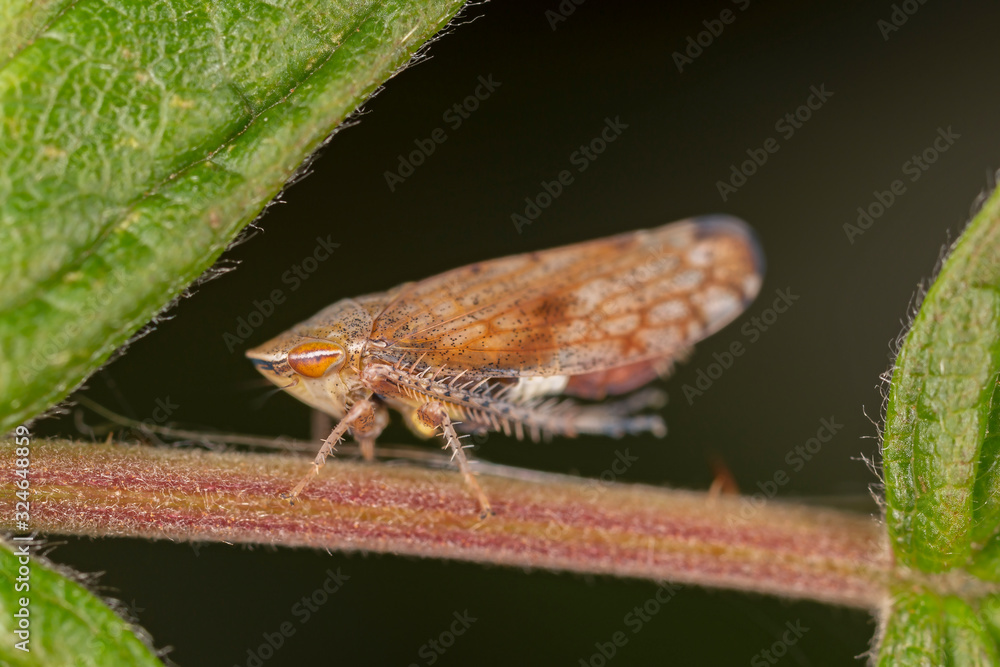 Cicadidae is the largest family of cicadas. Cicadas of Europe macro ...