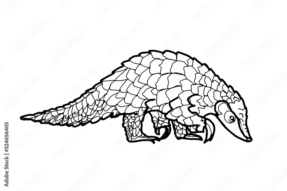 pangolin animal illustration line drawing Stock Vector | Adobe Stock