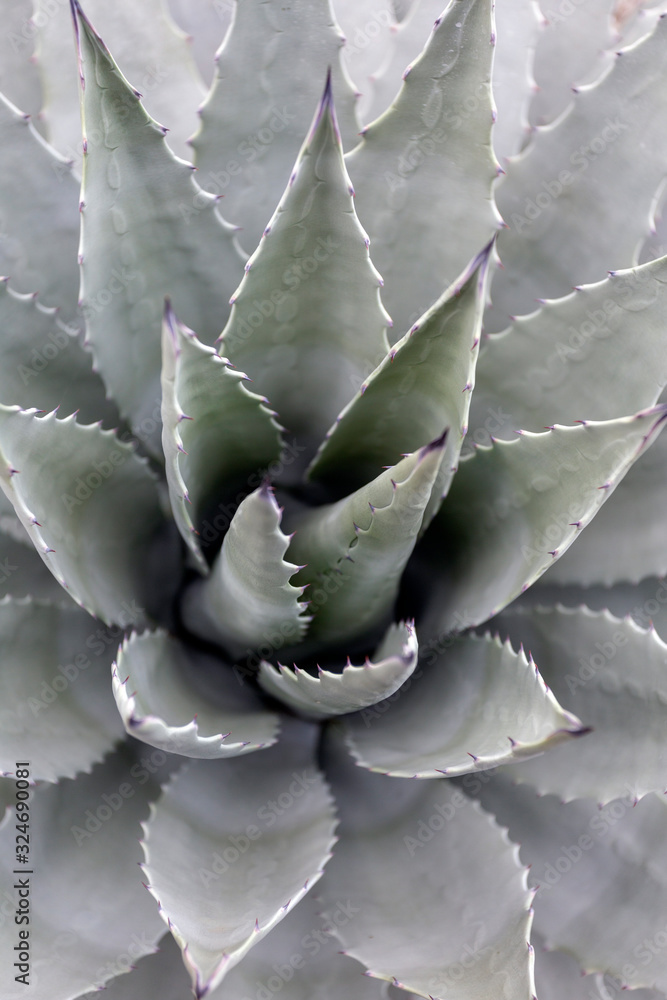 Agave applanata plant in the Botanical Garden (Fuveszkert) of Budapest ...