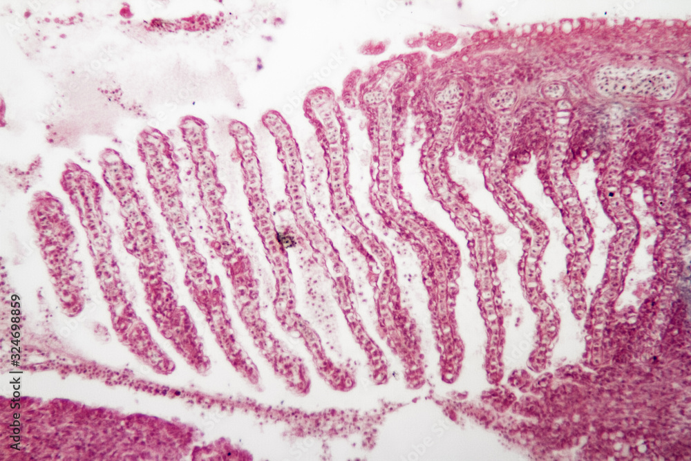 Microscope cross section view of fish gills. Stock Photo | Adobe Stock