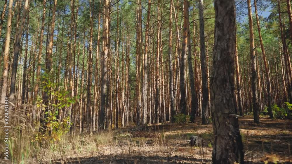 4k video from animal point of view of camera flying or running through ...