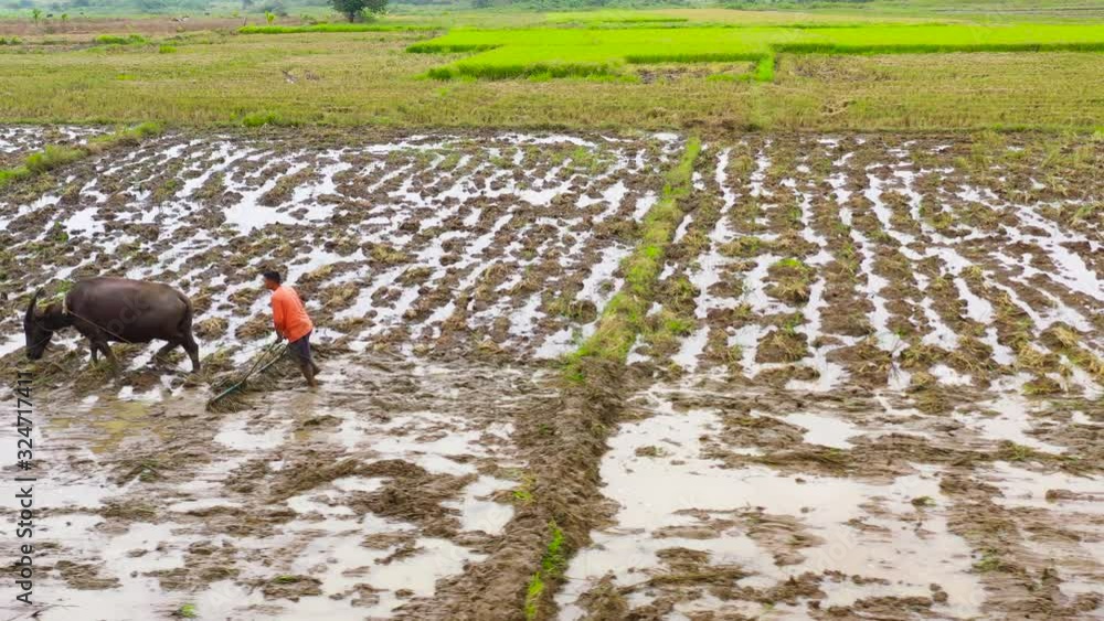 Traditional plowing a rice field with a bull. Paddy field with water ...
