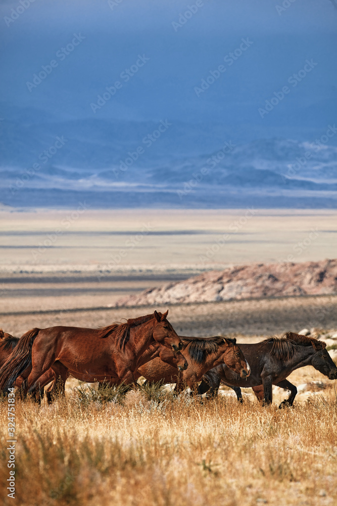 Mongolian horse in Mongolian steppe. Symbol of nomadic life. Stock ...