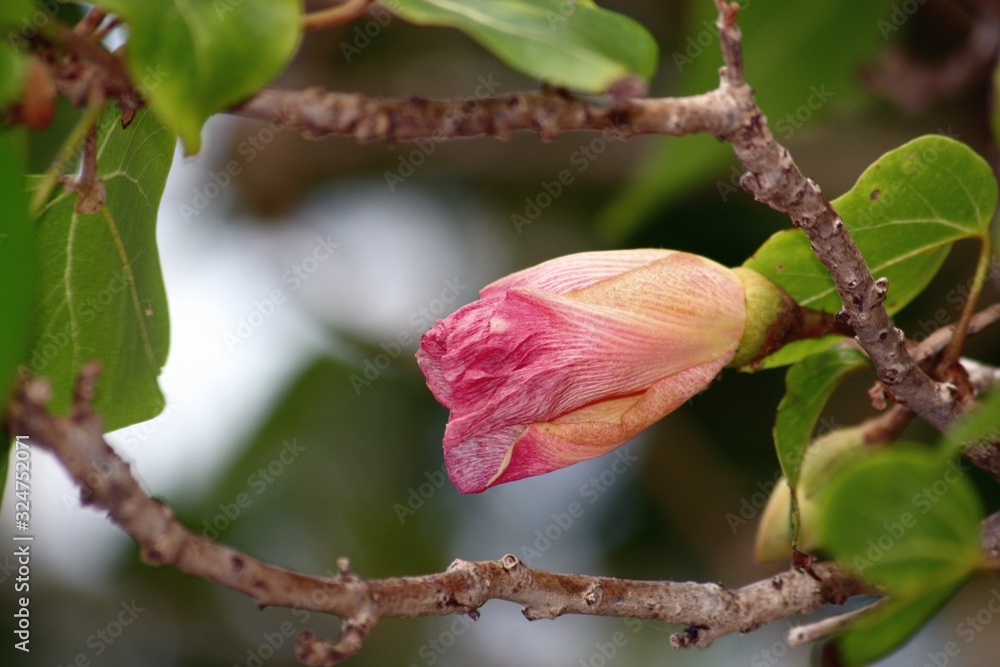 Side view of an closed hibiscus flower framed by branches and leaves ...