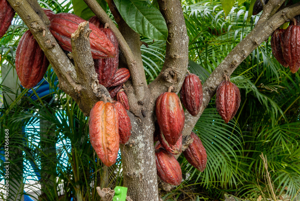 Cabosse de cacaoyer dans un jardin de l'île de La Réunion Stock Photo ...