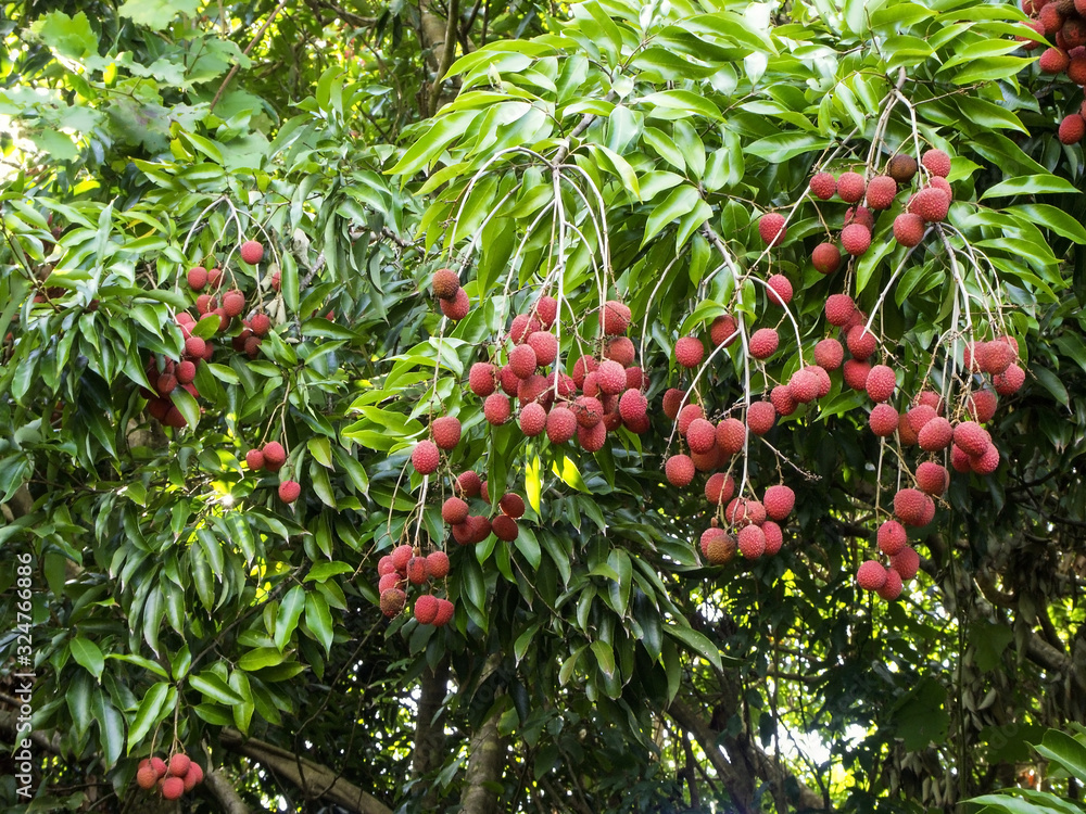 Letchis sur pied à l'île de La Réunion Stock-Foto | Adobe Stock