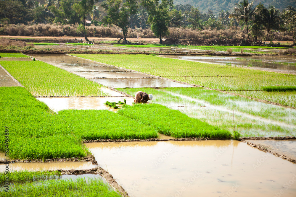 Rice field. India farmers grow fig. Rhys plantations Stock Photo ...