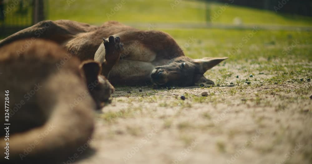 Vidéo Stock Adult red kangaroo rolling on the grass, with group of ...