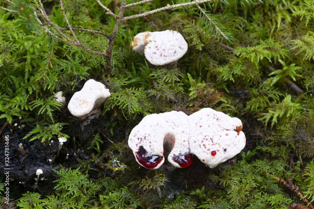 Bleeding tooth fungus, Hydnellum peckii growing among moss Stock Photo ...