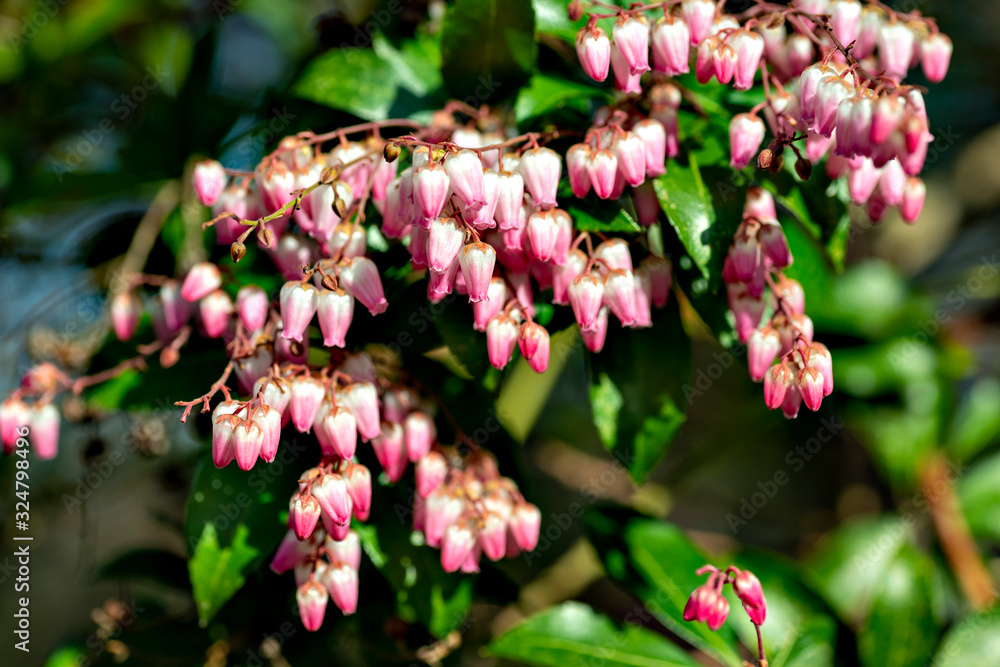 Flowers of Japanese Andromeda (Pieris japonica subsp. japonica) in ...