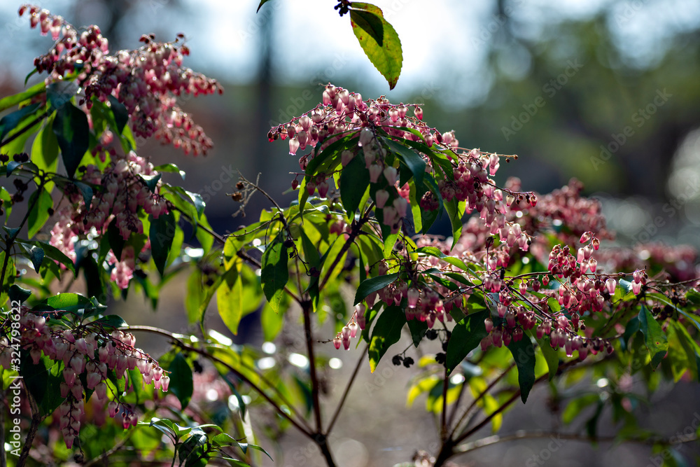 Flowers of Japanese Andromeda (Pieris japonica subsp. japonica) in ...