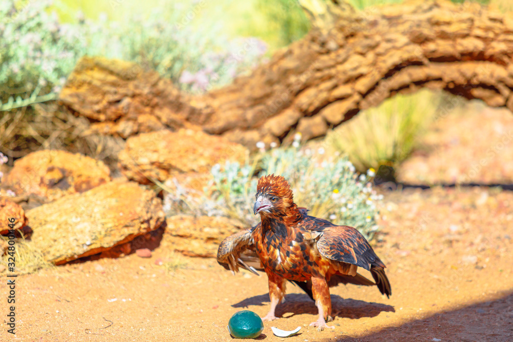 Black-breasted Buzzard bird of prey. Cracking an emu egg with a stone ...