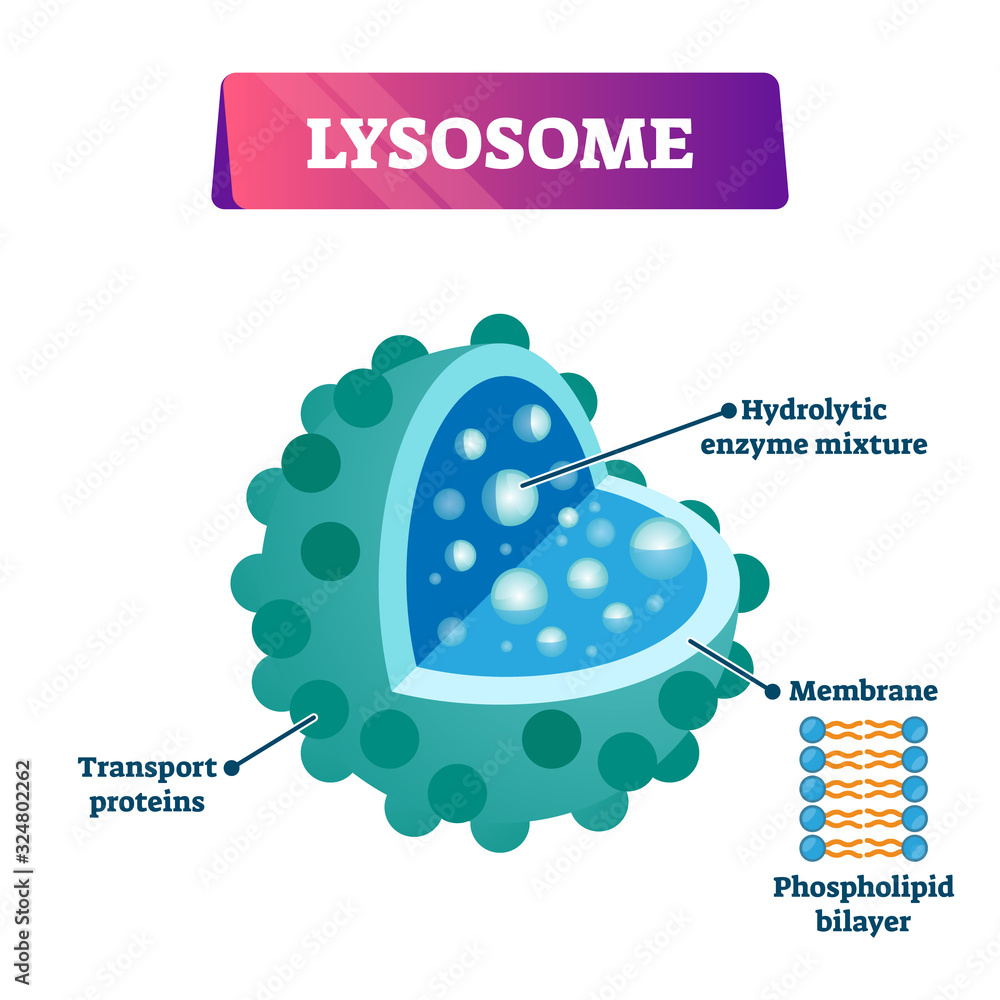 Lysosomes Diagram